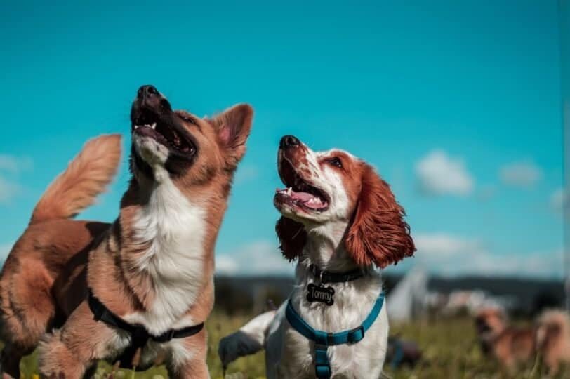 Do I Need A License To Breed Dogs Do I Need A License To Breed Dogs